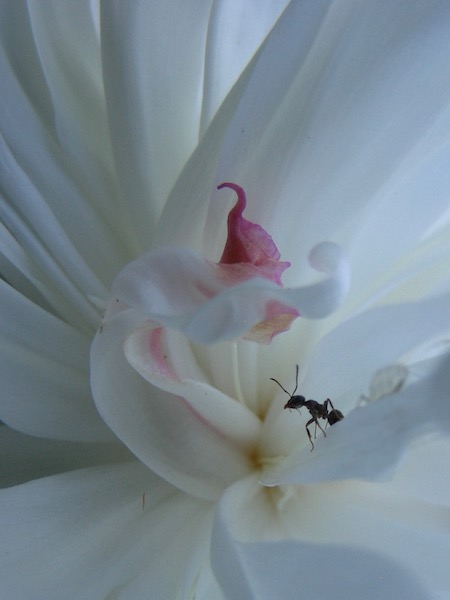 PING QIU | AMEISENPALAST: Kulturportal MV