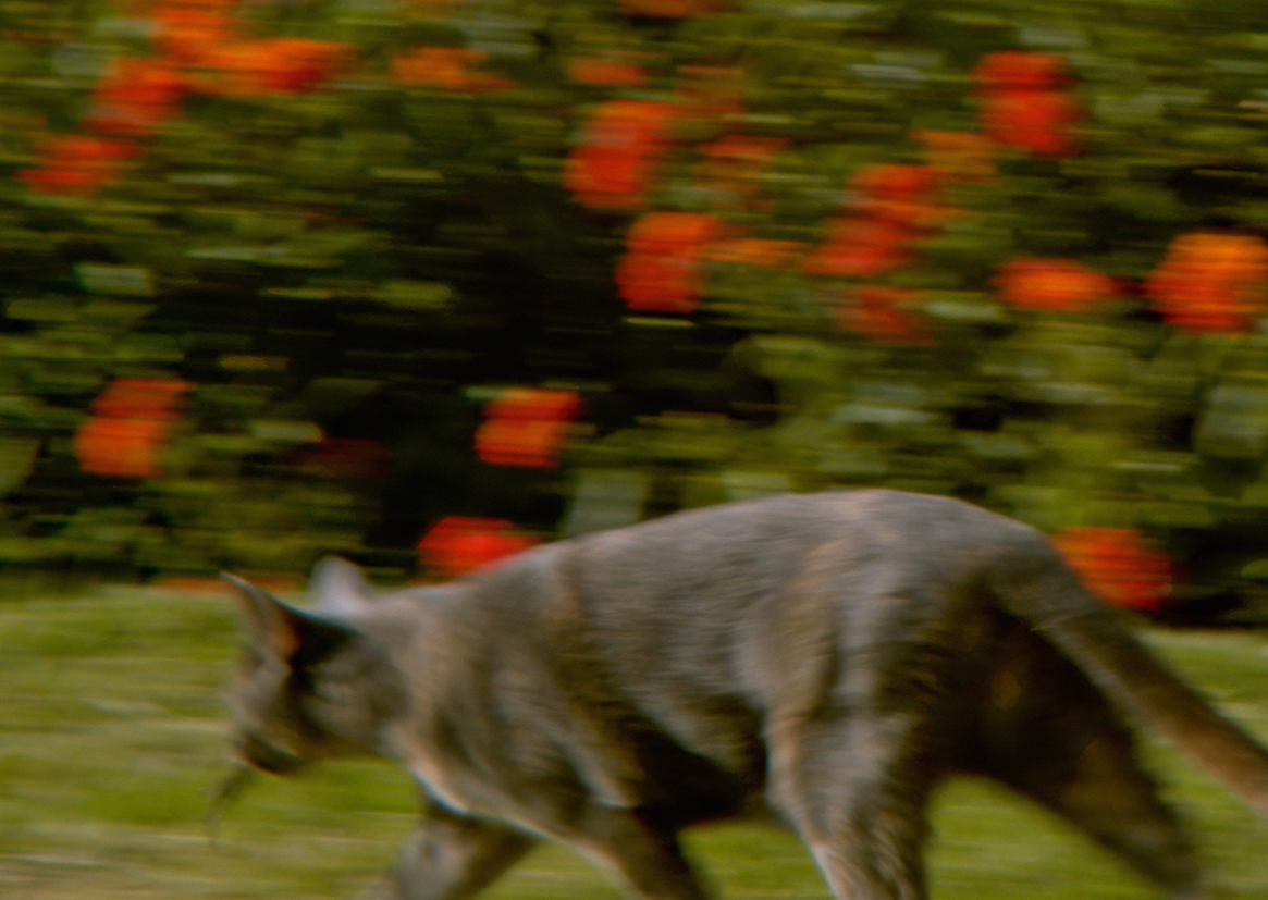 Adriana Ramić: Confusion model into a butterfly